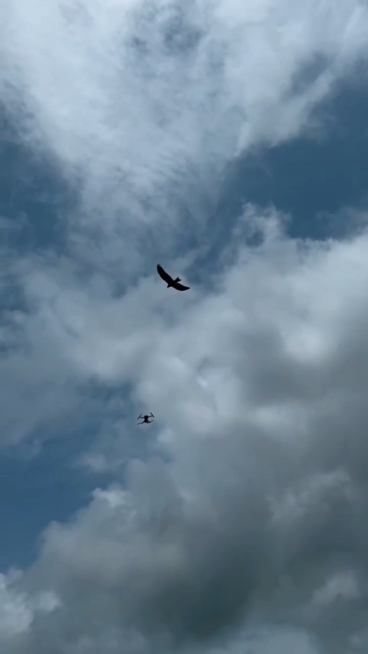 Bird vs Drone dataset Object Detection Dataset and Pre-Trained Model by My Workspace