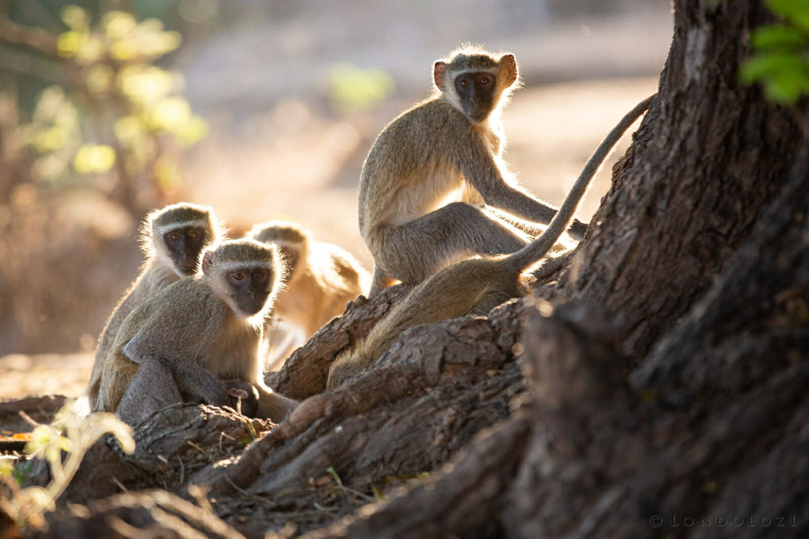 animal detection Object Detection Dataset and Pre-Trained Model by mp