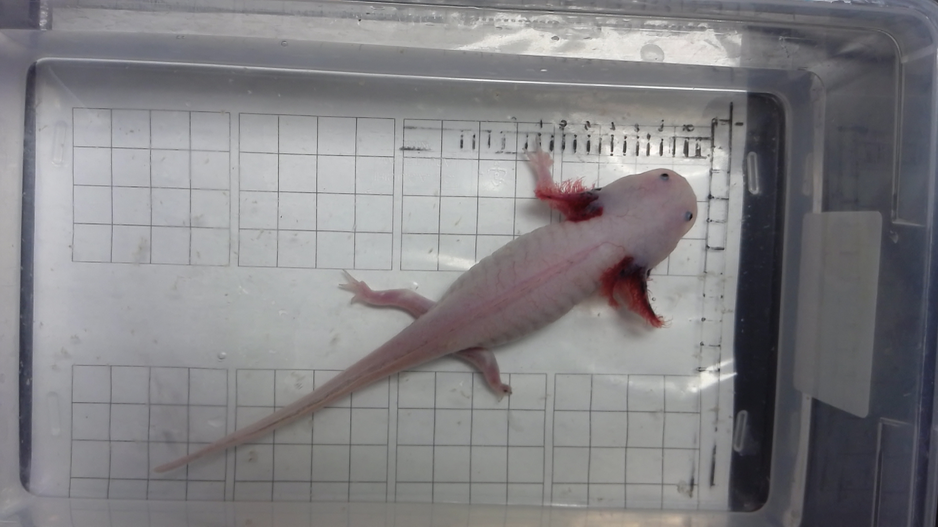 Axolotl keypoints Keypoint Detection Dataset and Pre-Trained Model by ...