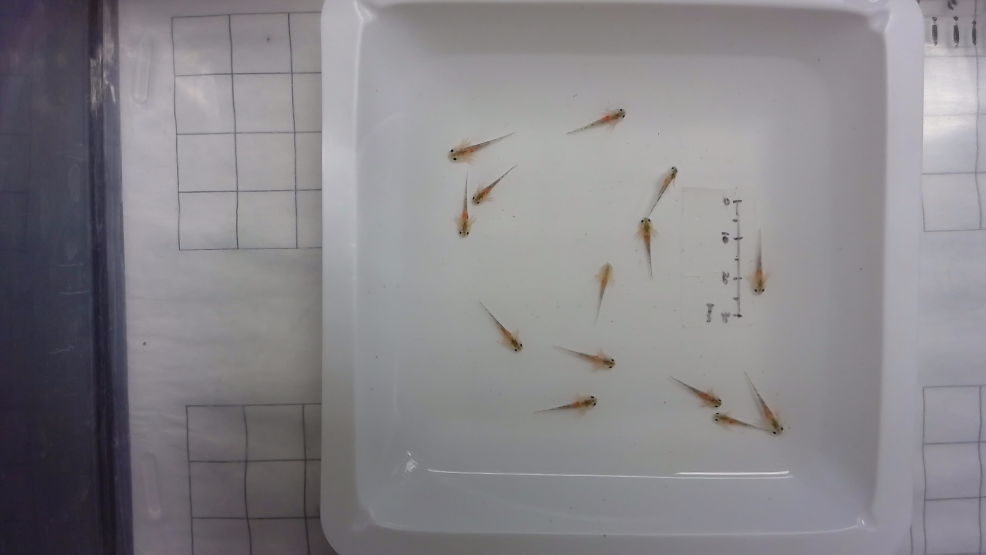 How to Use the Axolotl keypoints Keypoint Detection API