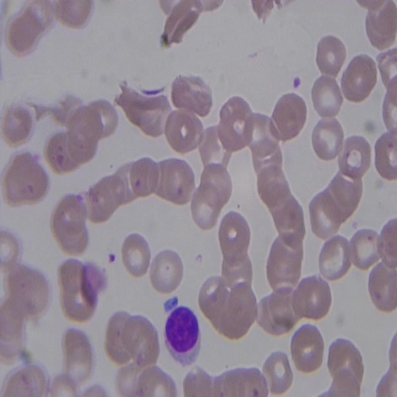 Victor (victor-xtuag) - Roboflow Universe