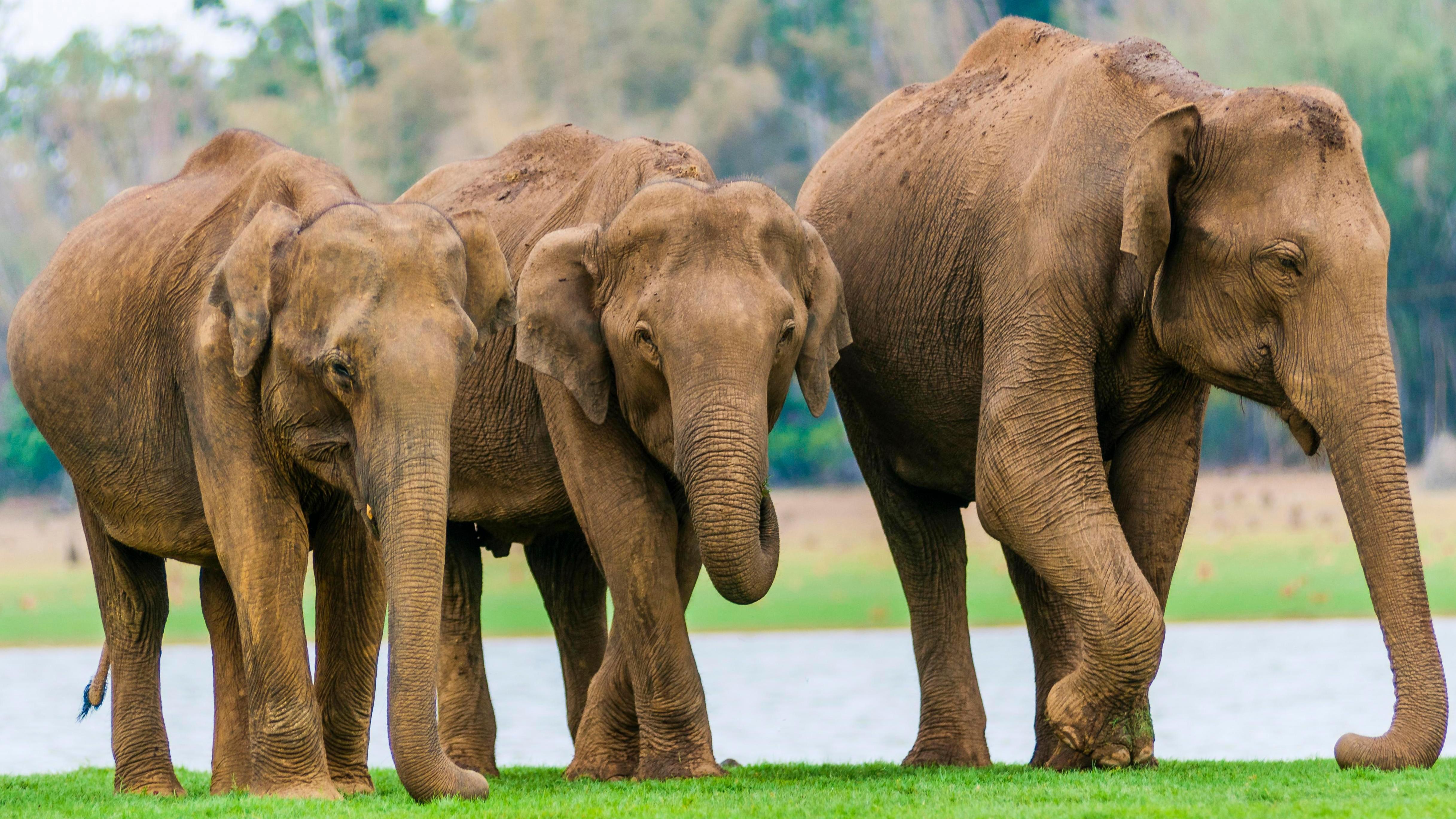 elephant_dect Object Detection Dataset and Pre-Trained Model by ttspl