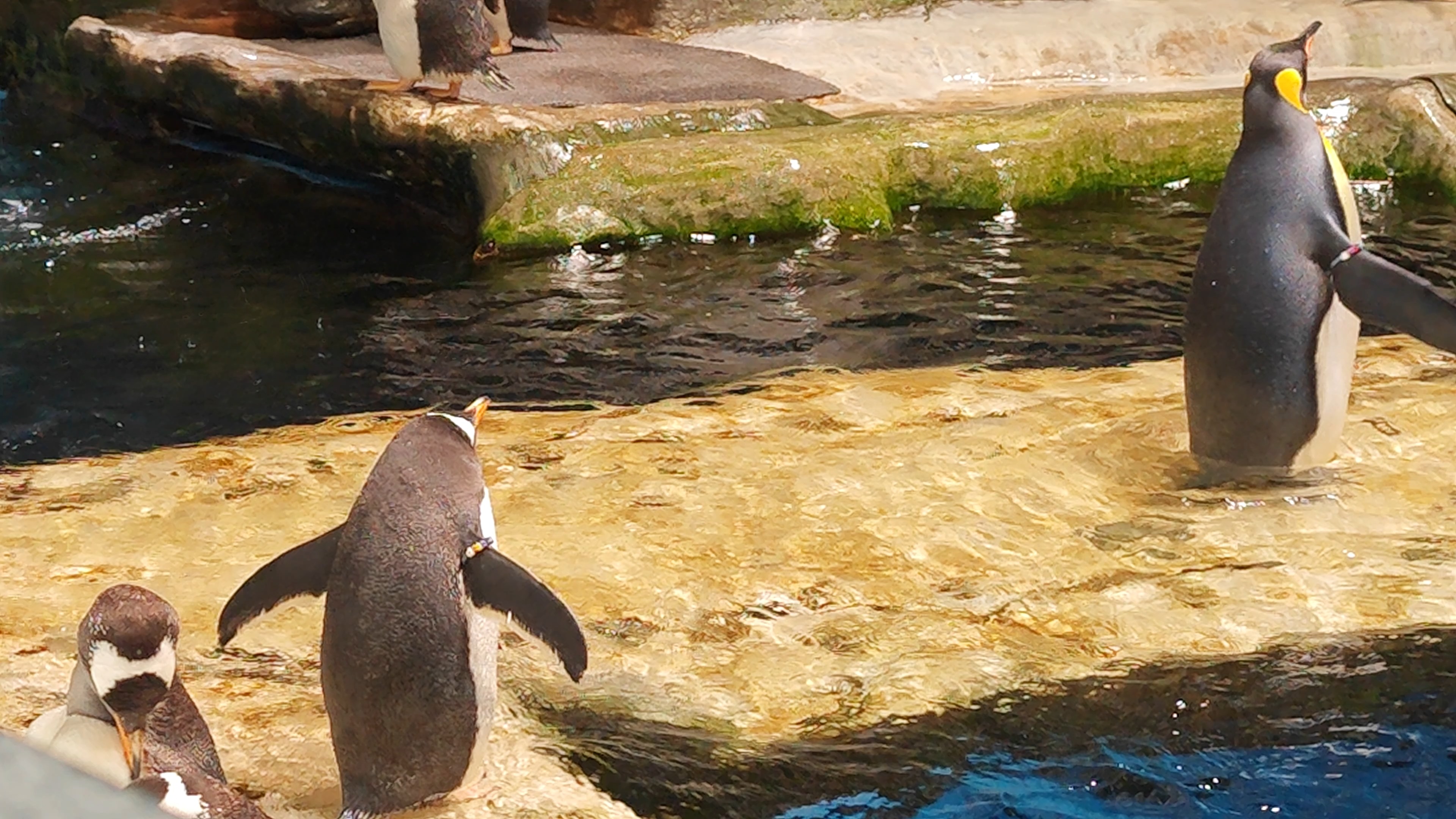 penguin-4k-ring 4 together Object Detection Dataset by larrytest