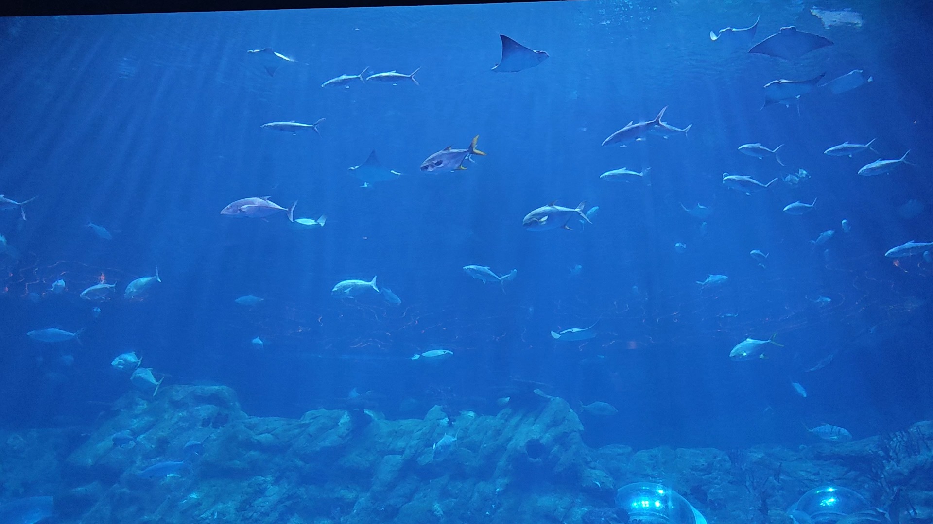 fish detection Object Detection Dataset by larrytest