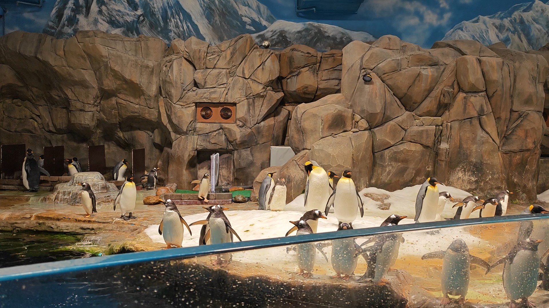 penguin ring Object Detection Dataset by larrytest