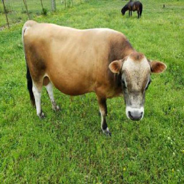 Cow Detection Object Detection Dataset And Pre Trained Model By Navid Hsm
