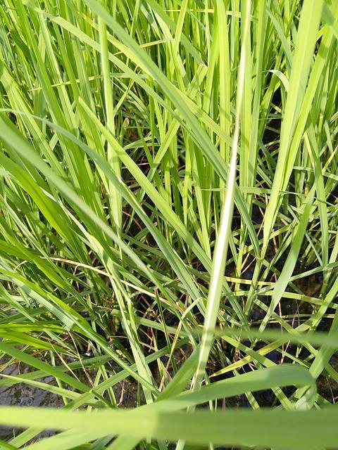 Plant Detection Object Detection Dataset By Object Detection