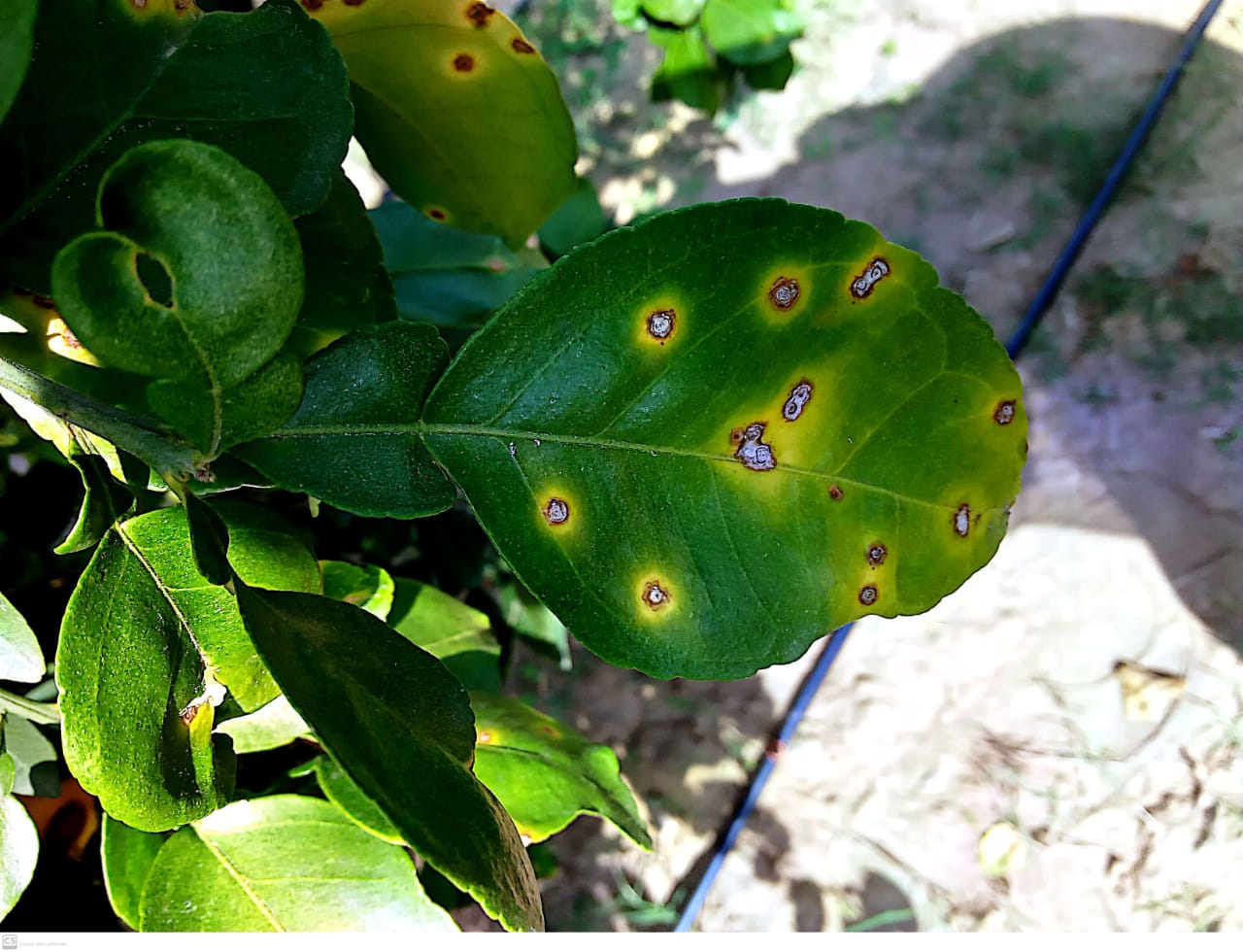 Citrus Canker Instance Segmentation Dataset And Pre Trained Model By Dilad Kaya