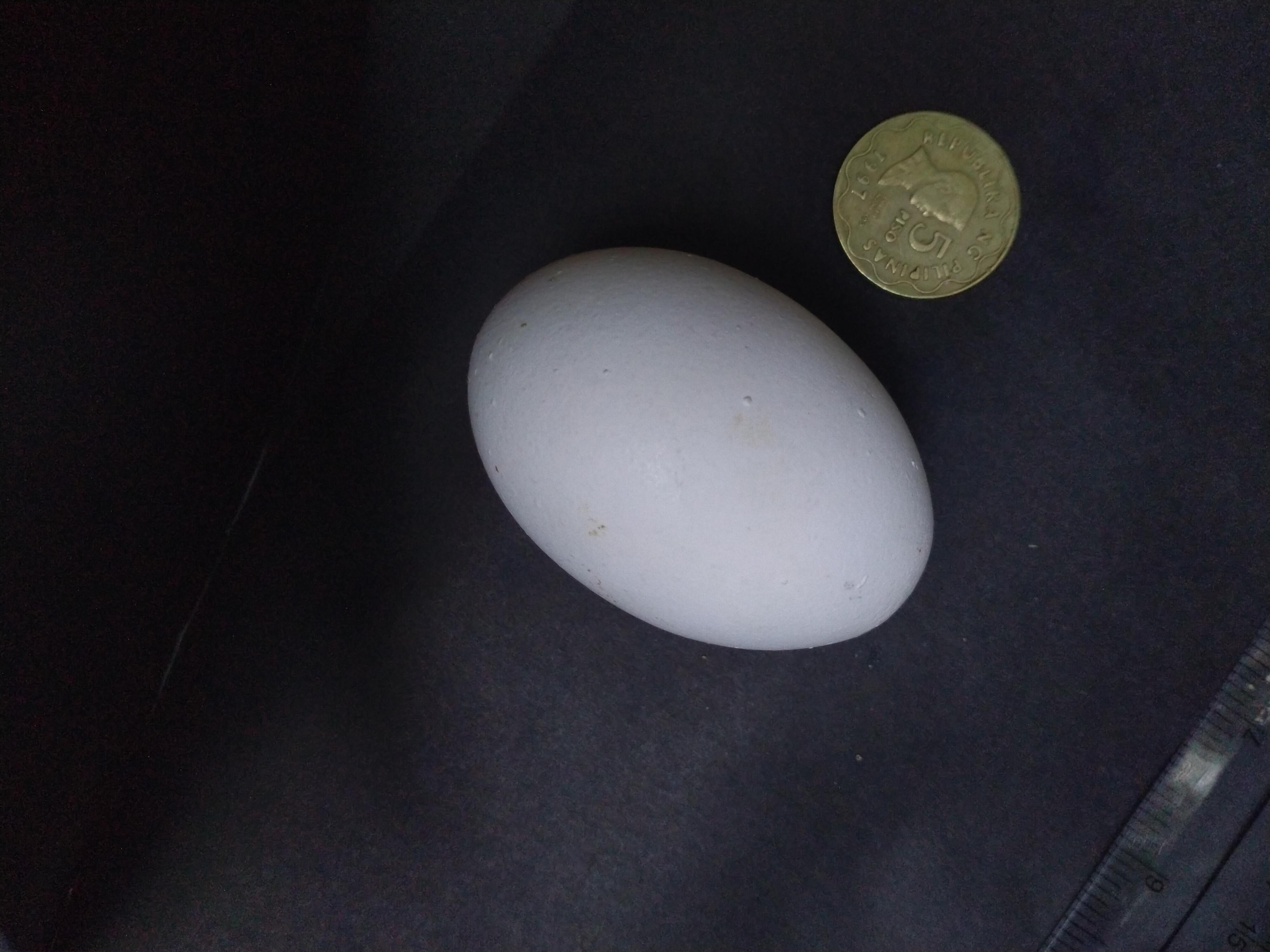 Egg Measurement Classification Model by Egg Measurement