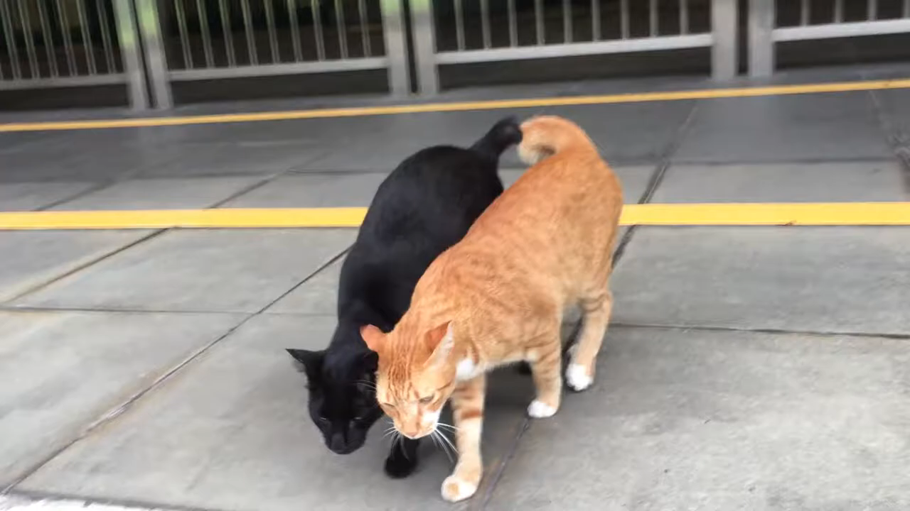 Cat Detection Object Detection Dataset And Pre Trained Model By Machine Learning