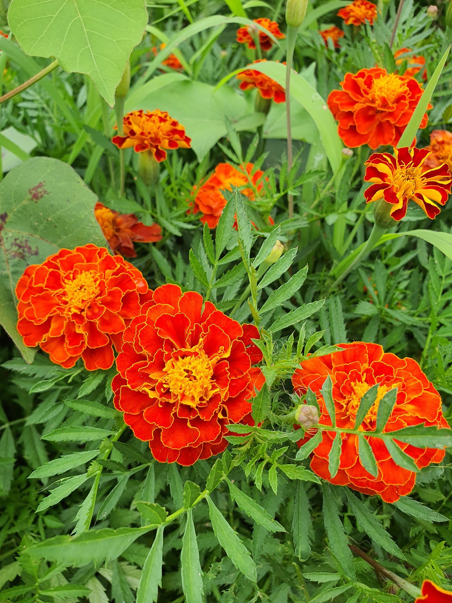 Flower Marigold Object Detection Dataset and Pre-Trained Model by Workers