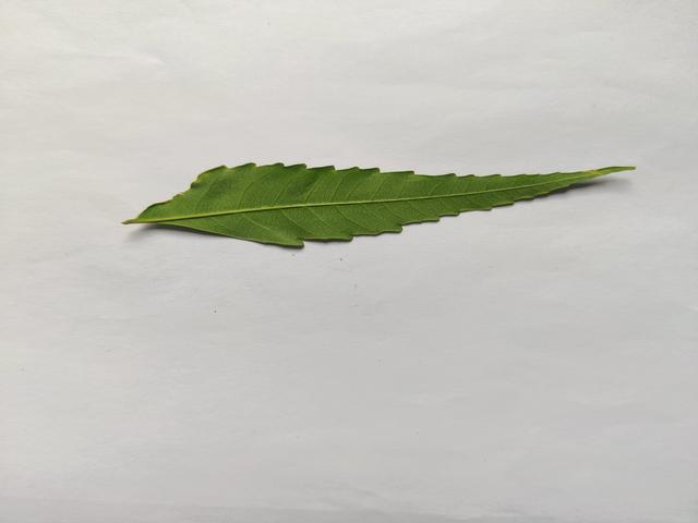 rooftop Instance Segmentation Dataset by leafdetection