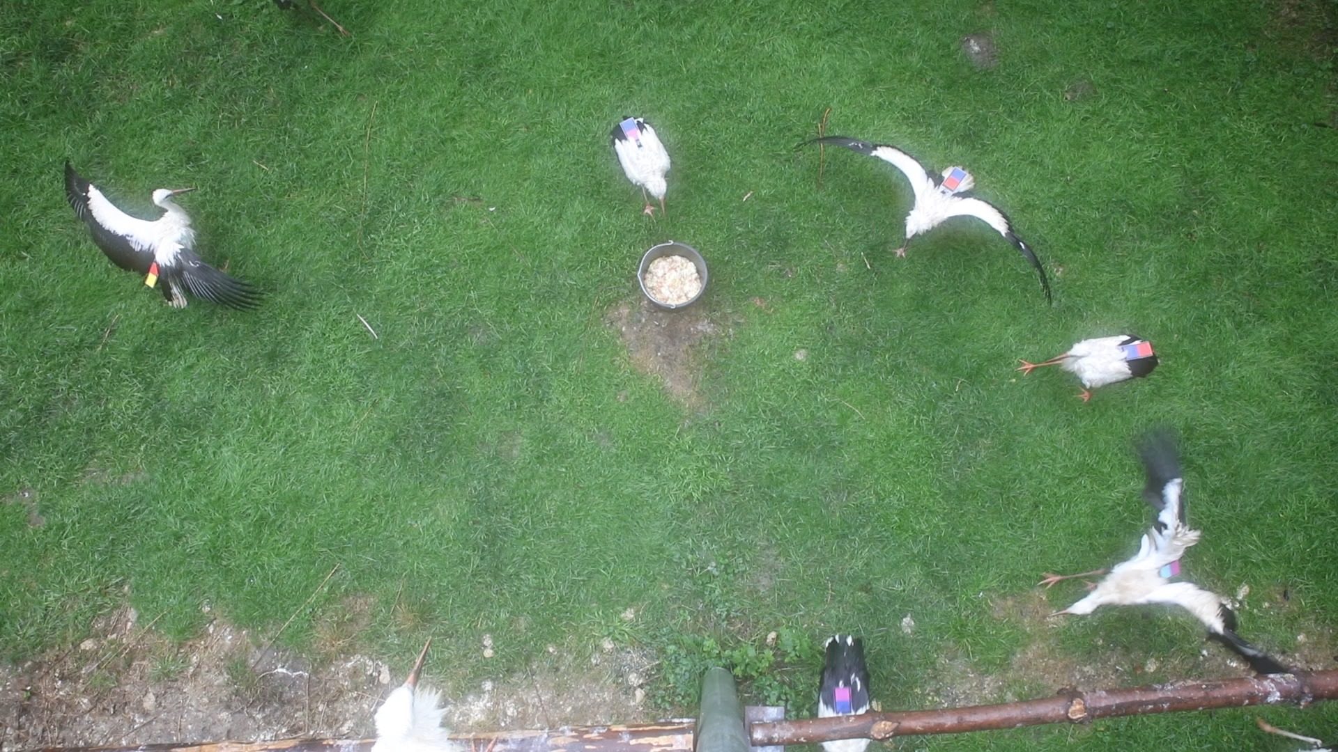 storks Object Detection Dataset and Pre-Trained Model by fish