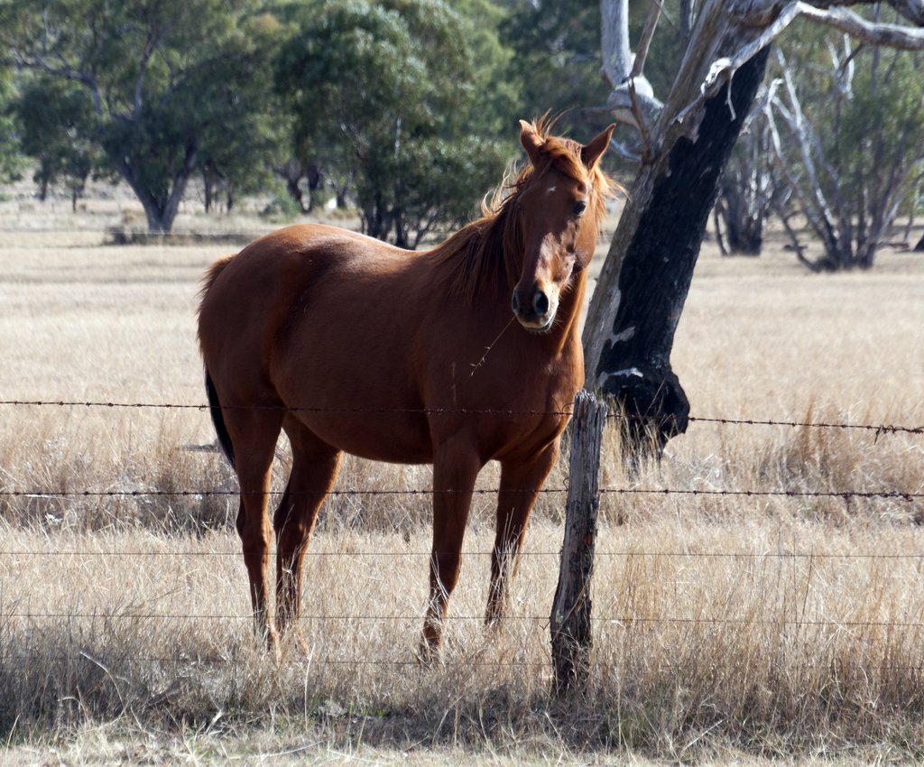 Animal segmentation Instance Segmentation Dataset by Fall Off