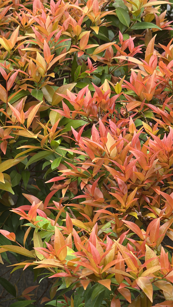 Custom Workflow Single-label Classification Classification Model by Smart Tree Species ...