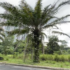 Detection Trees Object Detection Model by Universidad del Valle