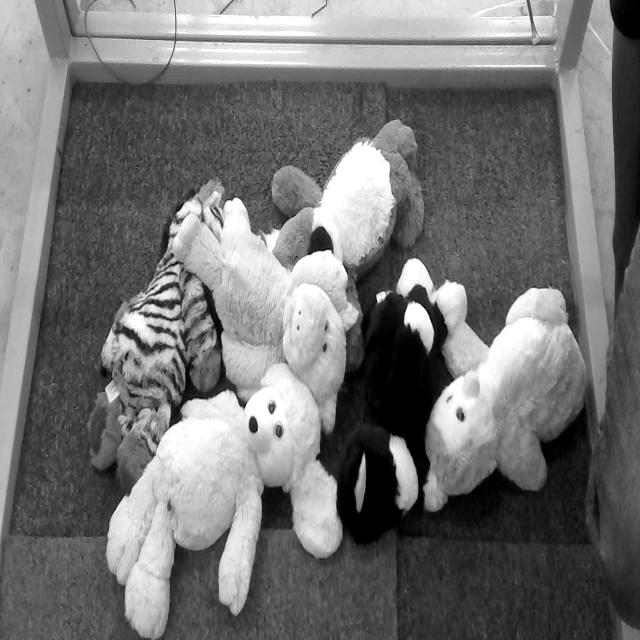 Cats 1 Object Detection Dataset By Mindset