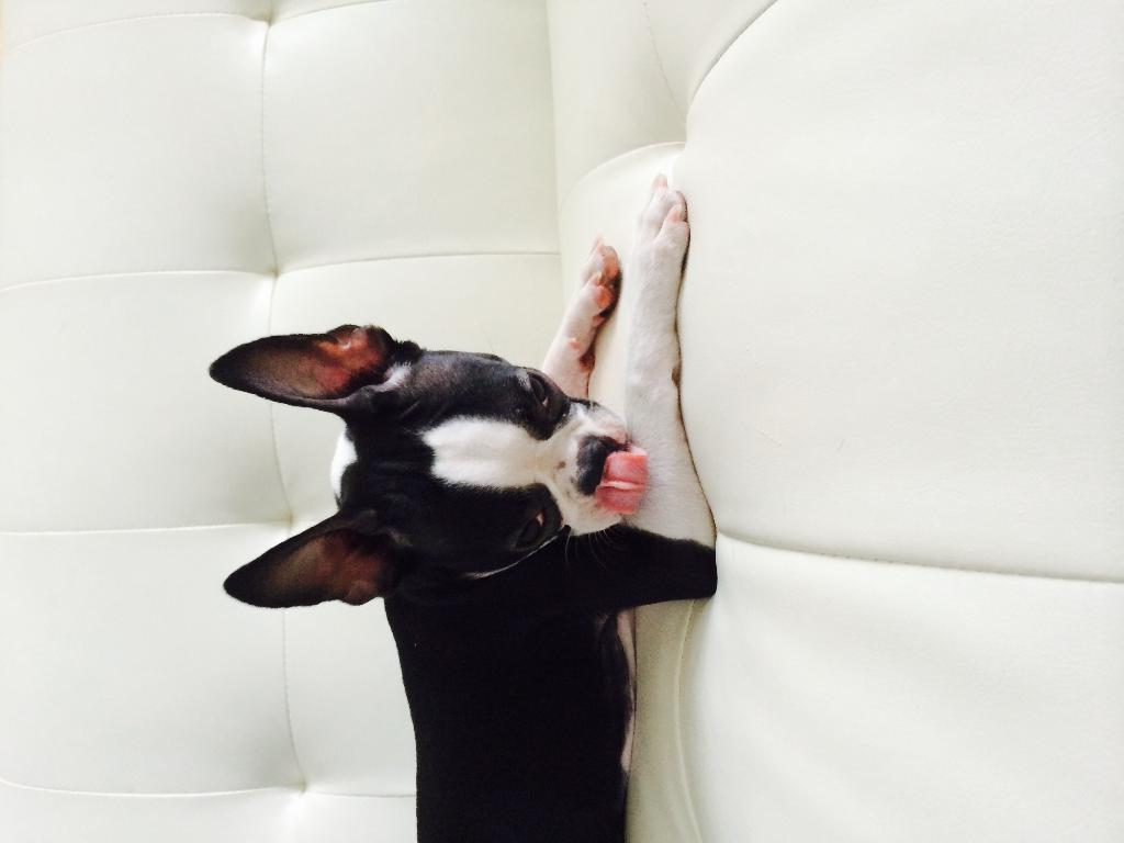 Animal-Detection Model by animals Detection