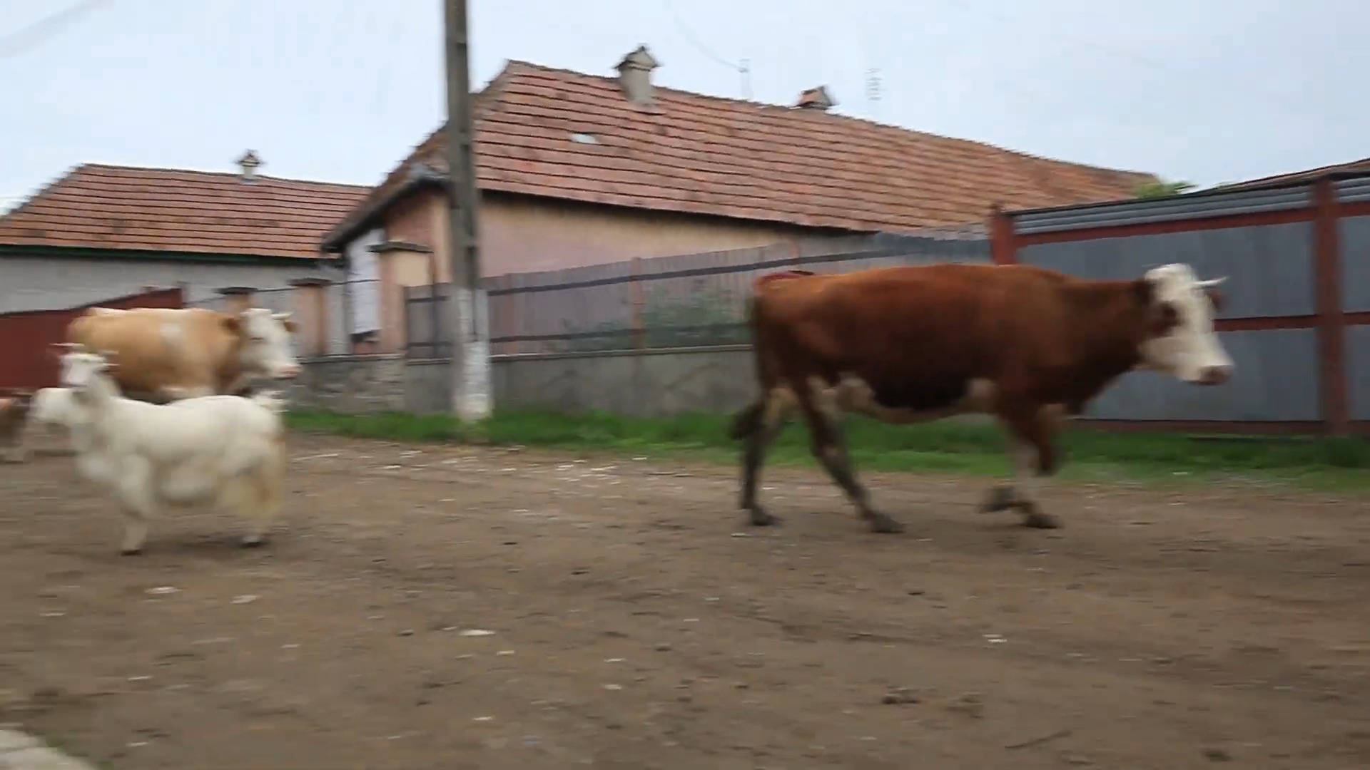 Cow Object Detection Dataset by Car Annotations