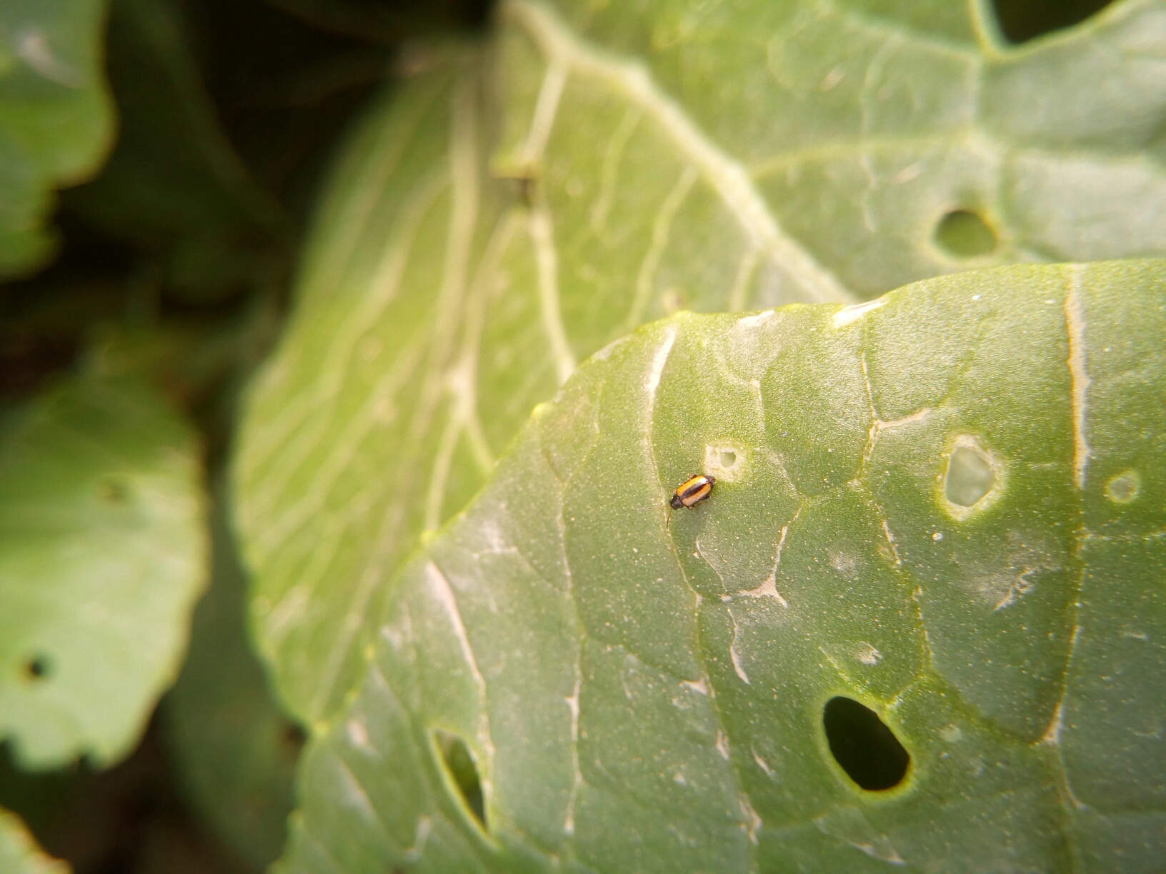 Pest Object Detection Dataset And Pre Trained Model By Pestvision