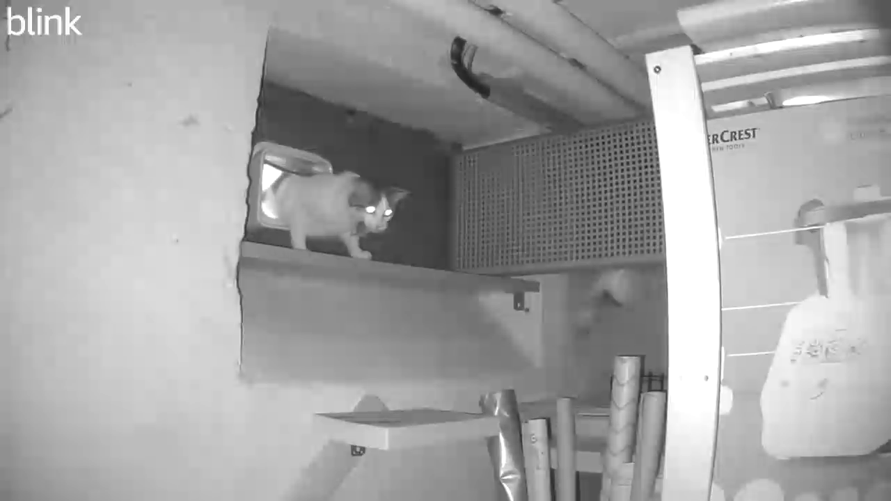 Prey Detection V3 Object Detection Dataset And Pre Trained Model By
