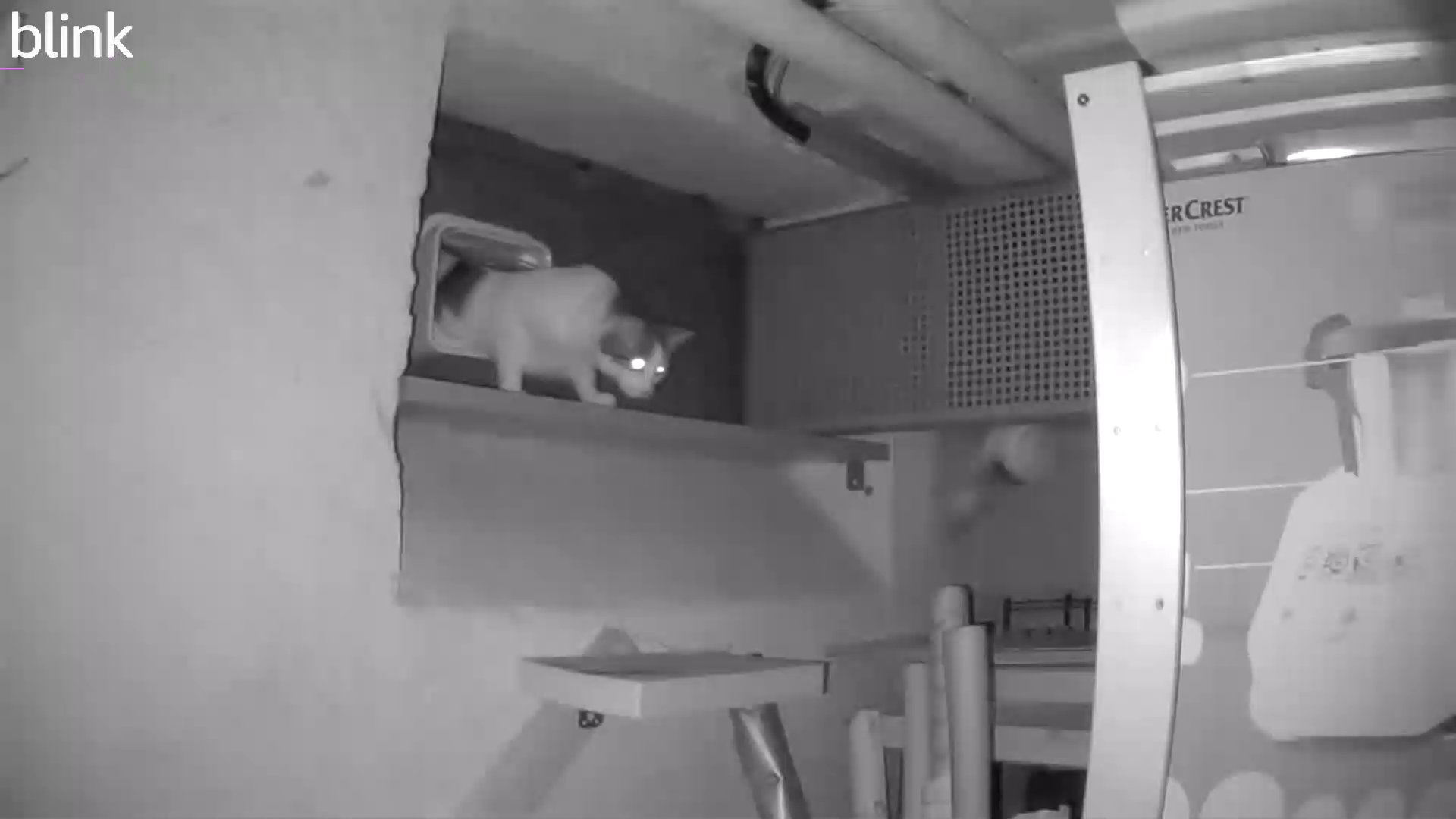 Prey-Detection-V2 Object Detection Model by Moritz K