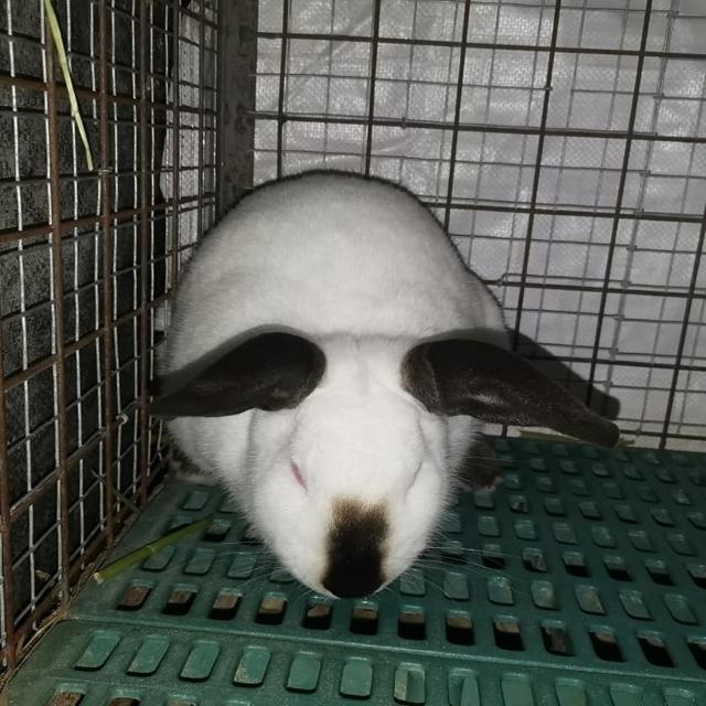 Rabbits Object Detection Dataset by Rabbit4