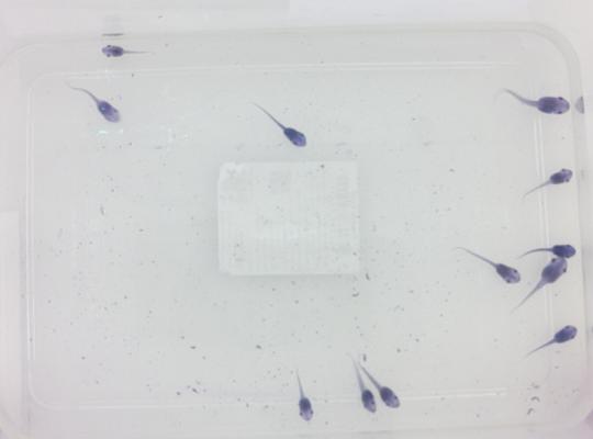 tadpoles Instance Segmentation Dataset by Counting fish
