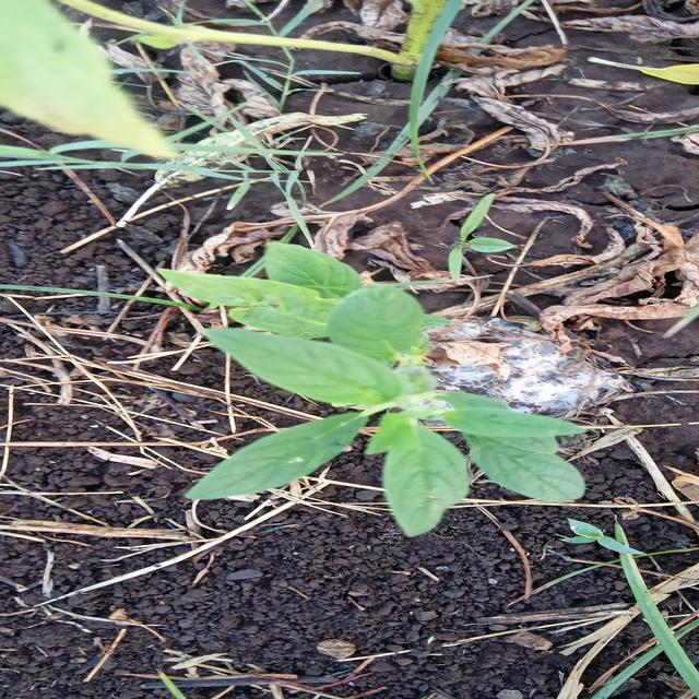 How to Use the 'weed''crop' Object Detection API