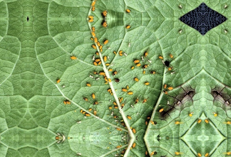 insect (insect-youtb) - Roboflow Universe