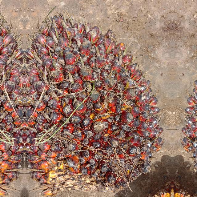 Image Classification And Fruit Counting Of Oil Palm Fruit Bunches