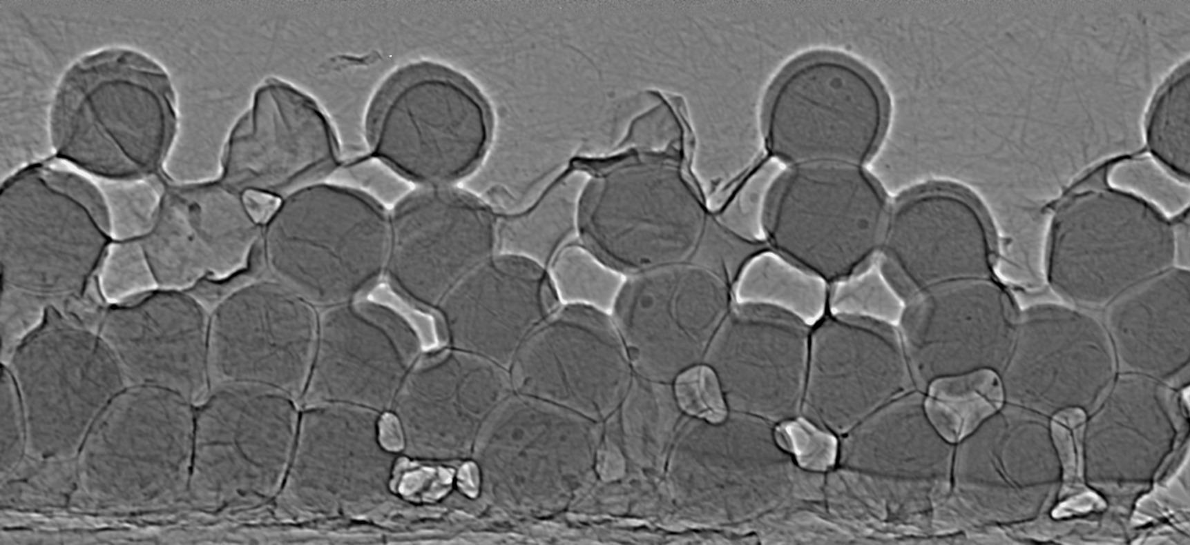 CAP4 Object Detection Dataset by MARCELO