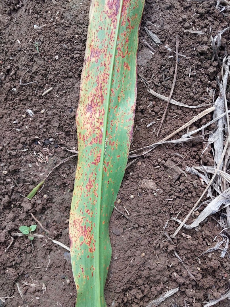 Sorghum Rust segmentation Semantic Segmentation Dataset by Phoenix