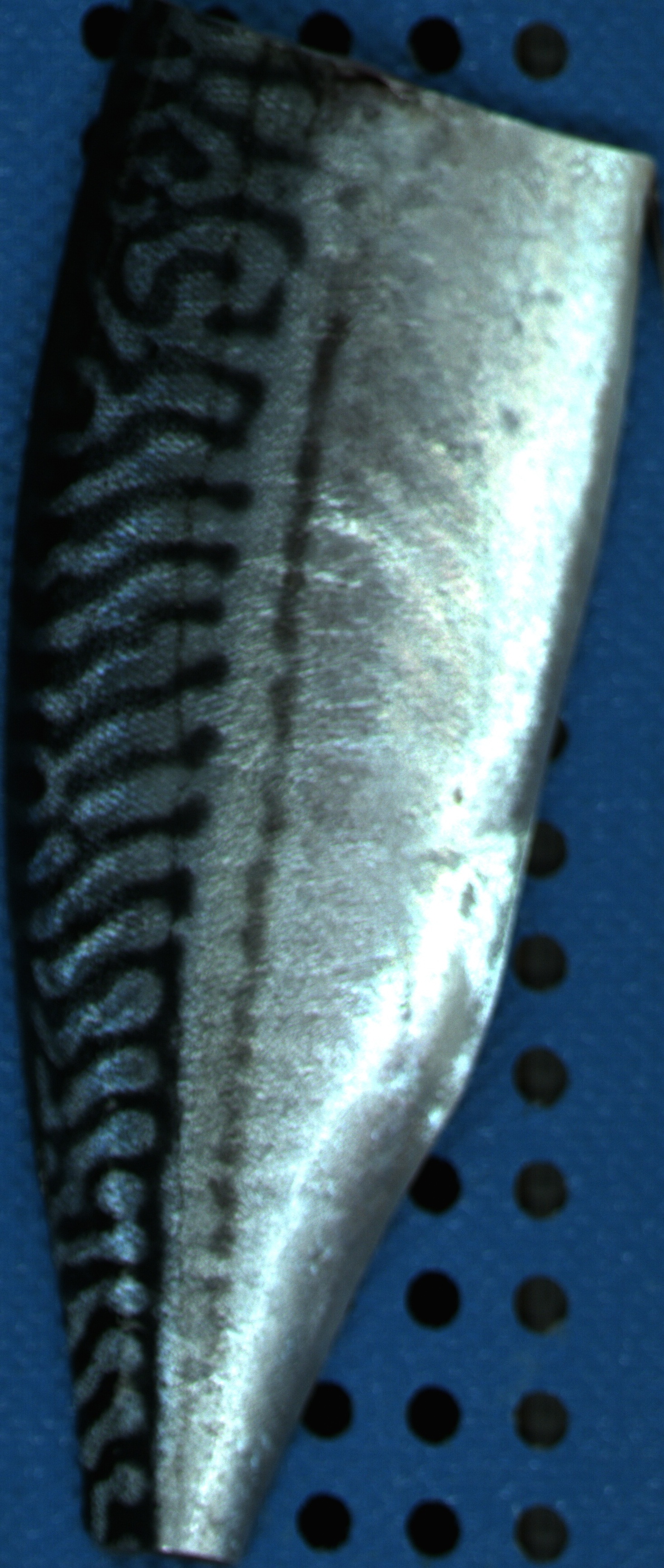 Pinbone Segmentation Instance Segmentation Model by TriVisionSkala Makral