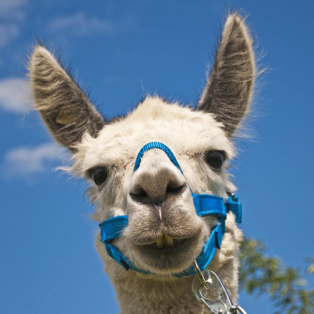 ML Alpacas Object Detection Dataset and Pre-Trained Model by Neuroanatomy