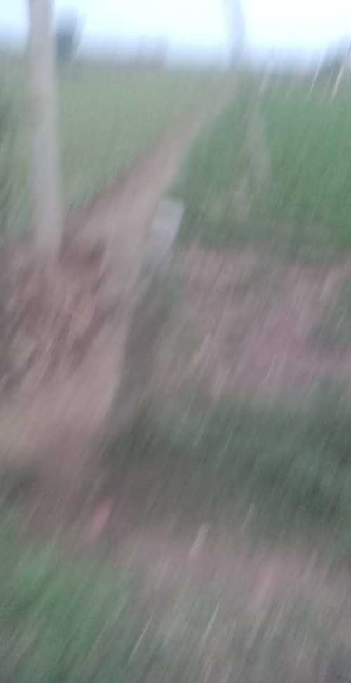 crop Classification Dataset by ground nut