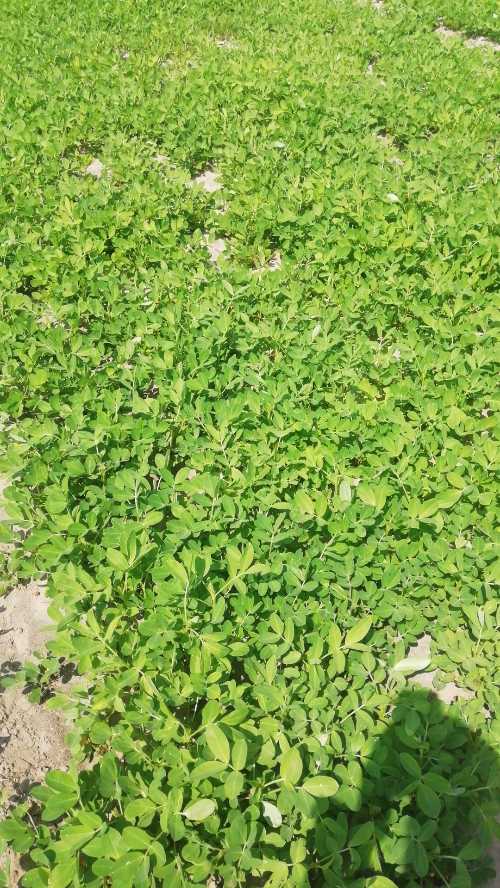 crop Classification Dataset by ground nut