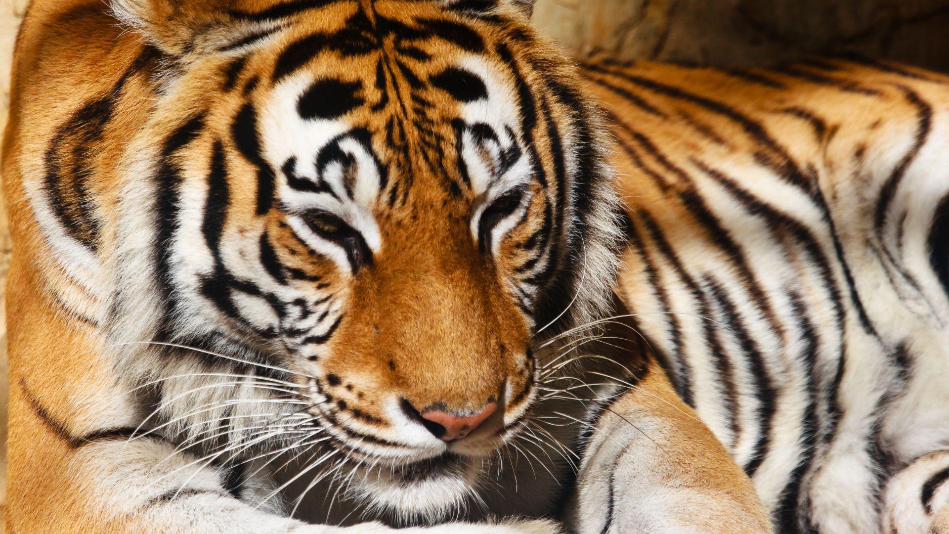 Tiger Object Detection Dataset by PRUEBAS DE 200