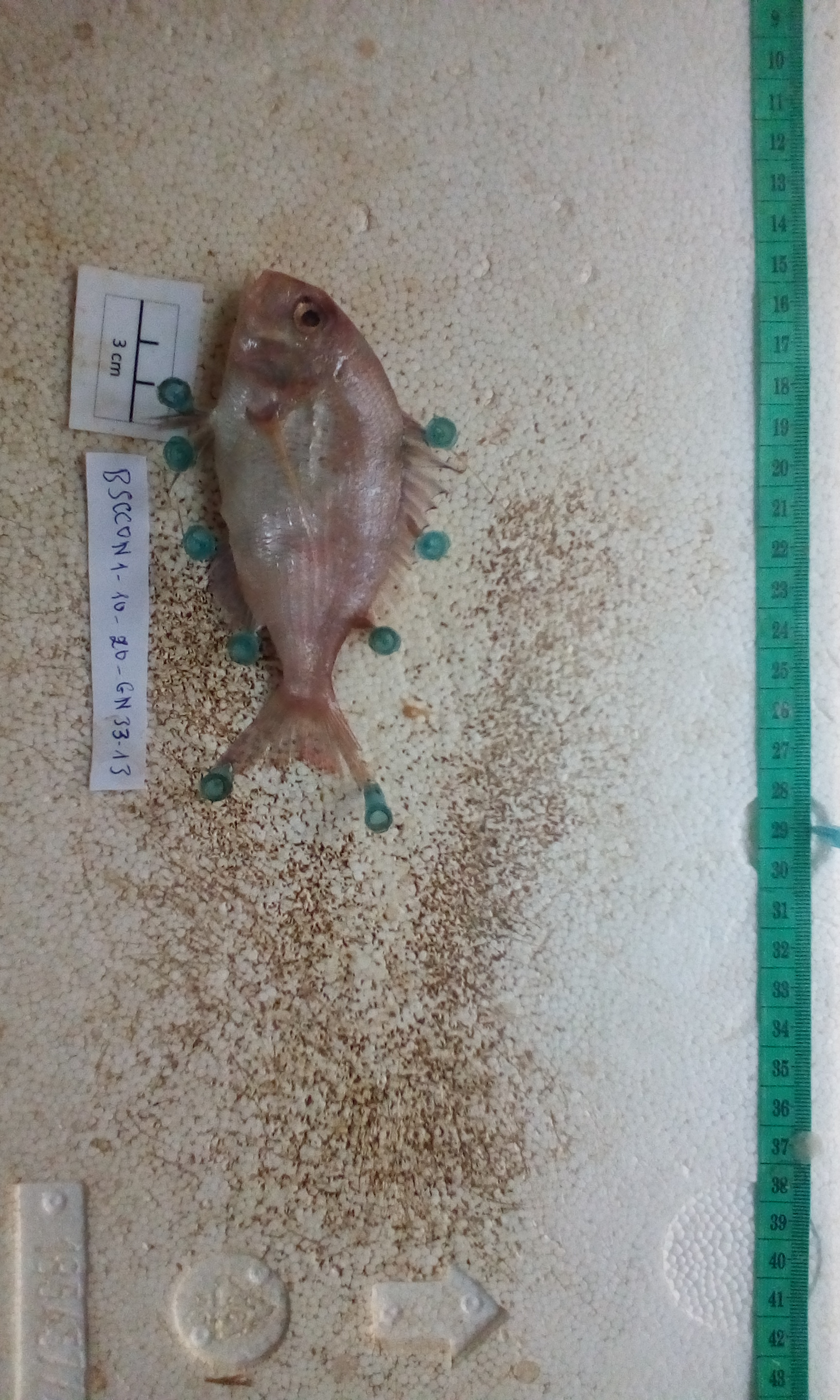 tki - Roboflow Universe