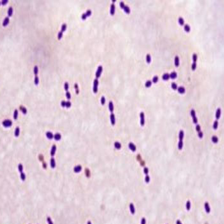 new bacteria detection Object Detection Dataset by Folder