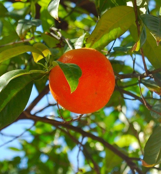 oranges Object Detection Dataset and Pre-Trained Model by MRMI