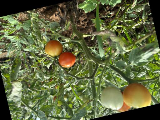 tomato Instance Segmentation Dataset by SSAFY