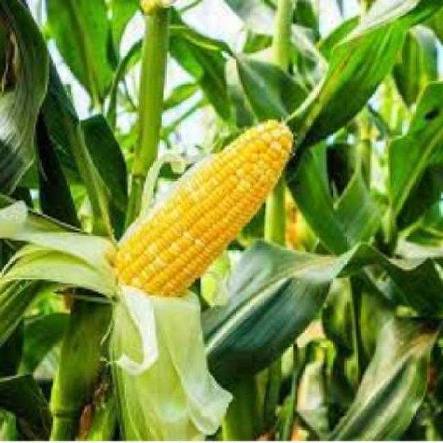 corn Object Detection Model by KMITL