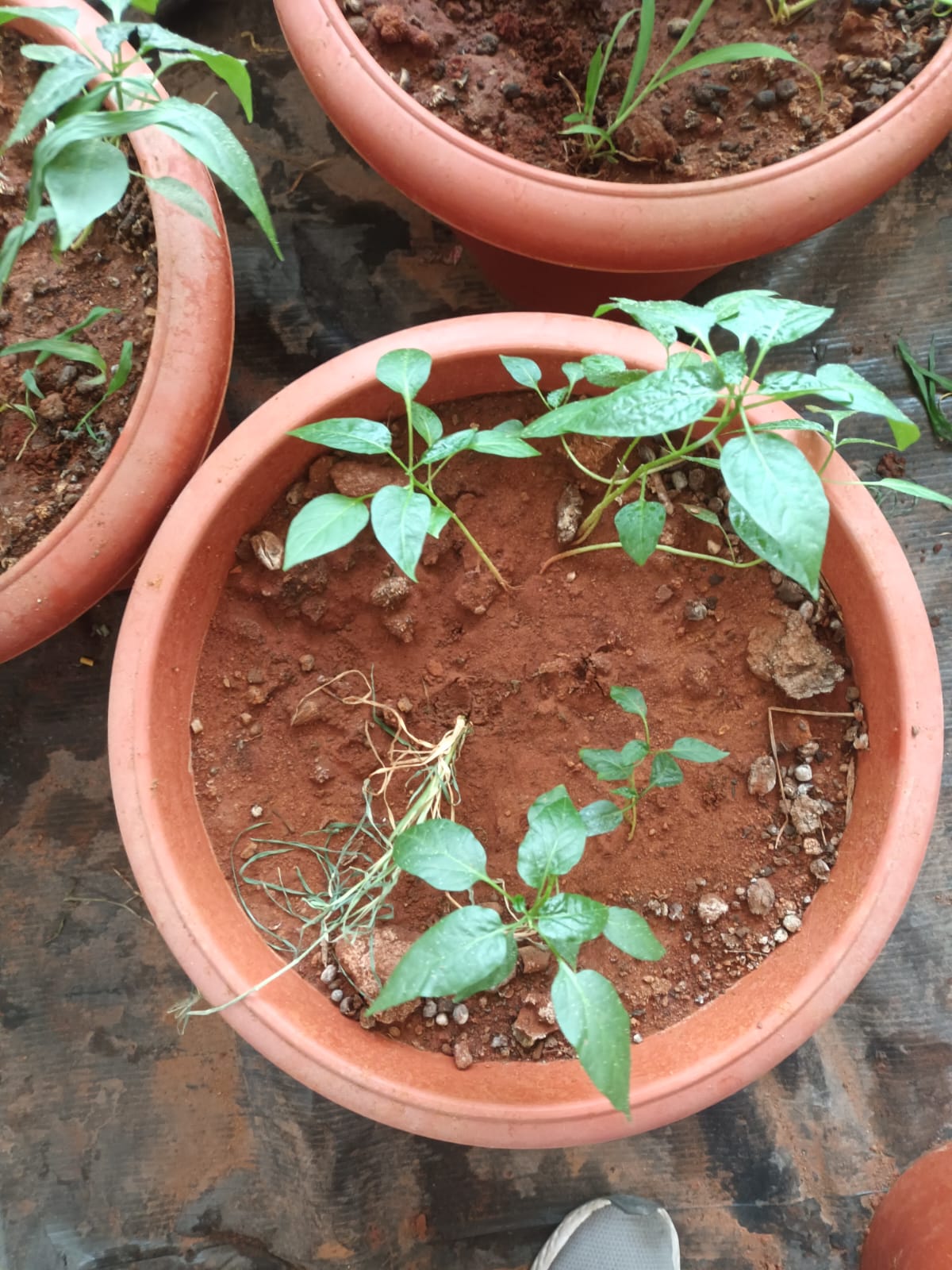 plants Object Detection Dataset by Project