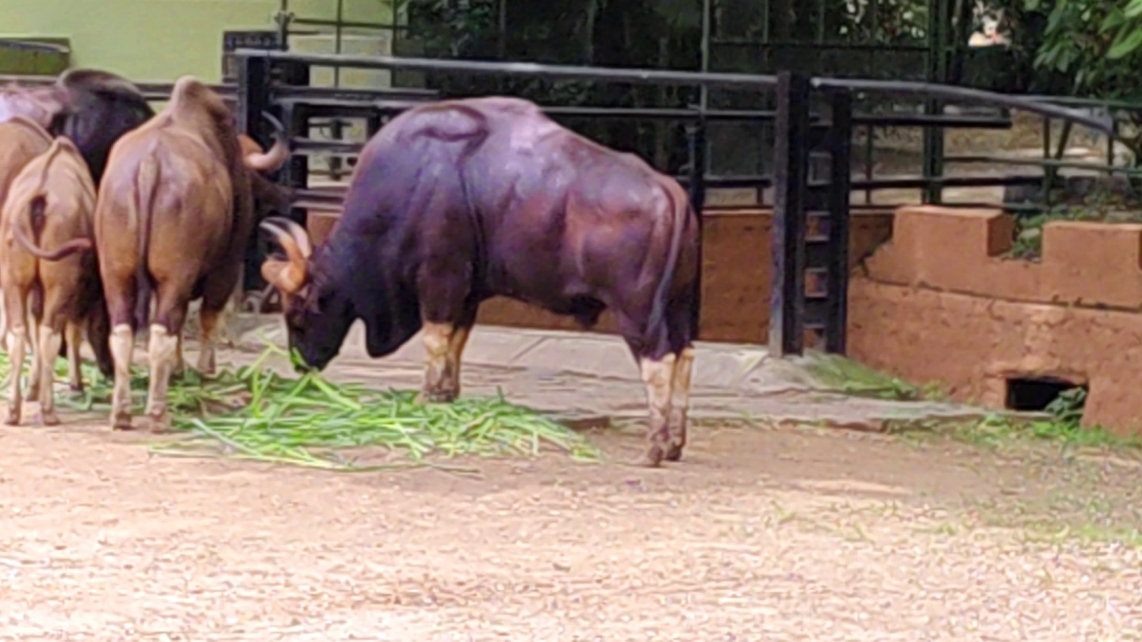 Animal Detection 4 Object Detection Dataset and Pre-Trained Model by Final Project