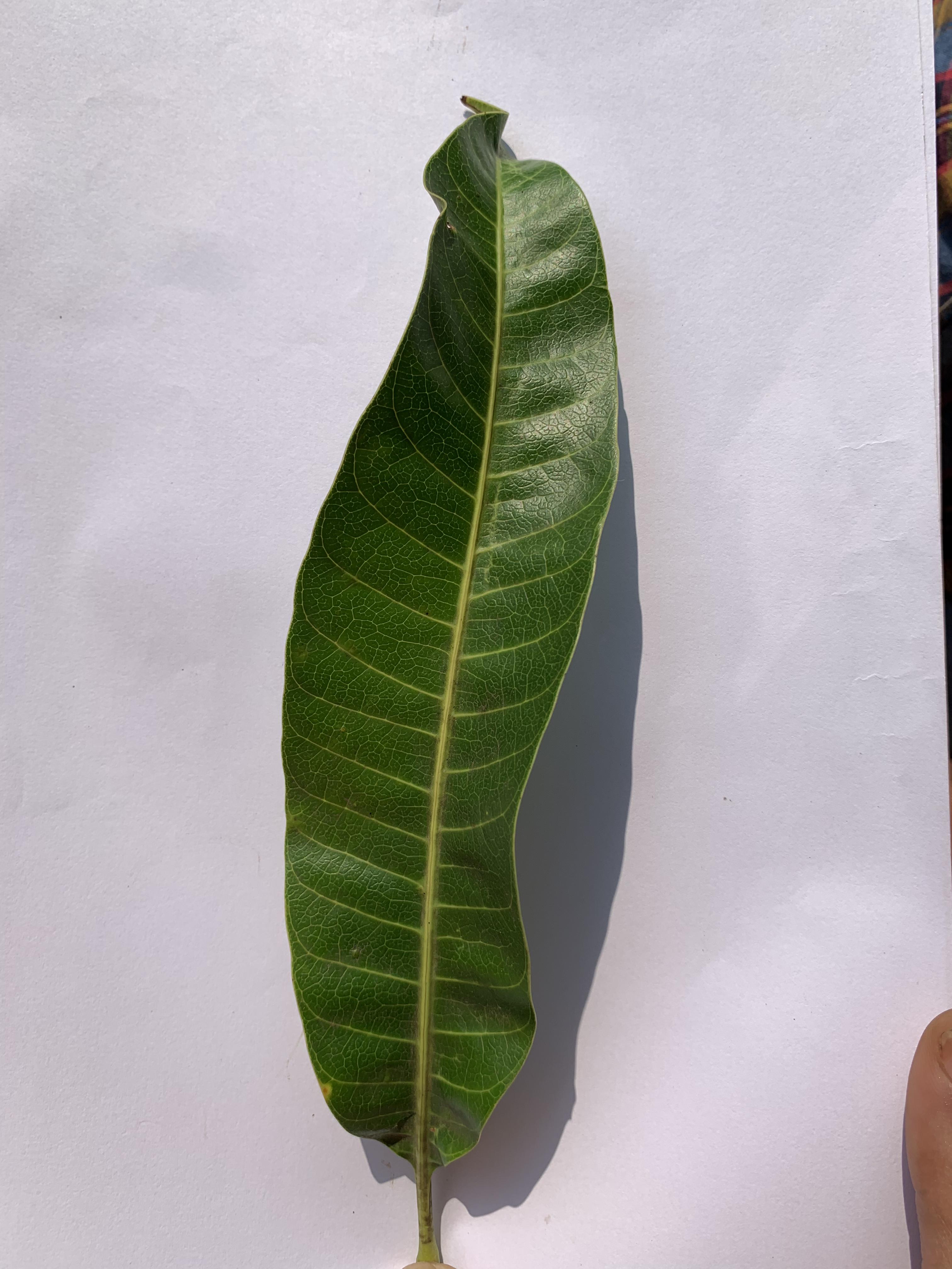 preprocessing (preprocessing-yetml) - Roboflow Universe