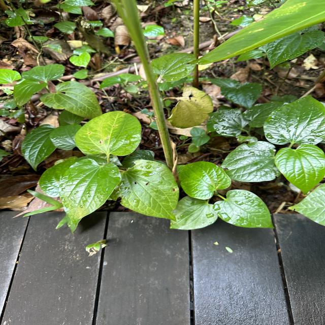 herb Object Detection Model by herb