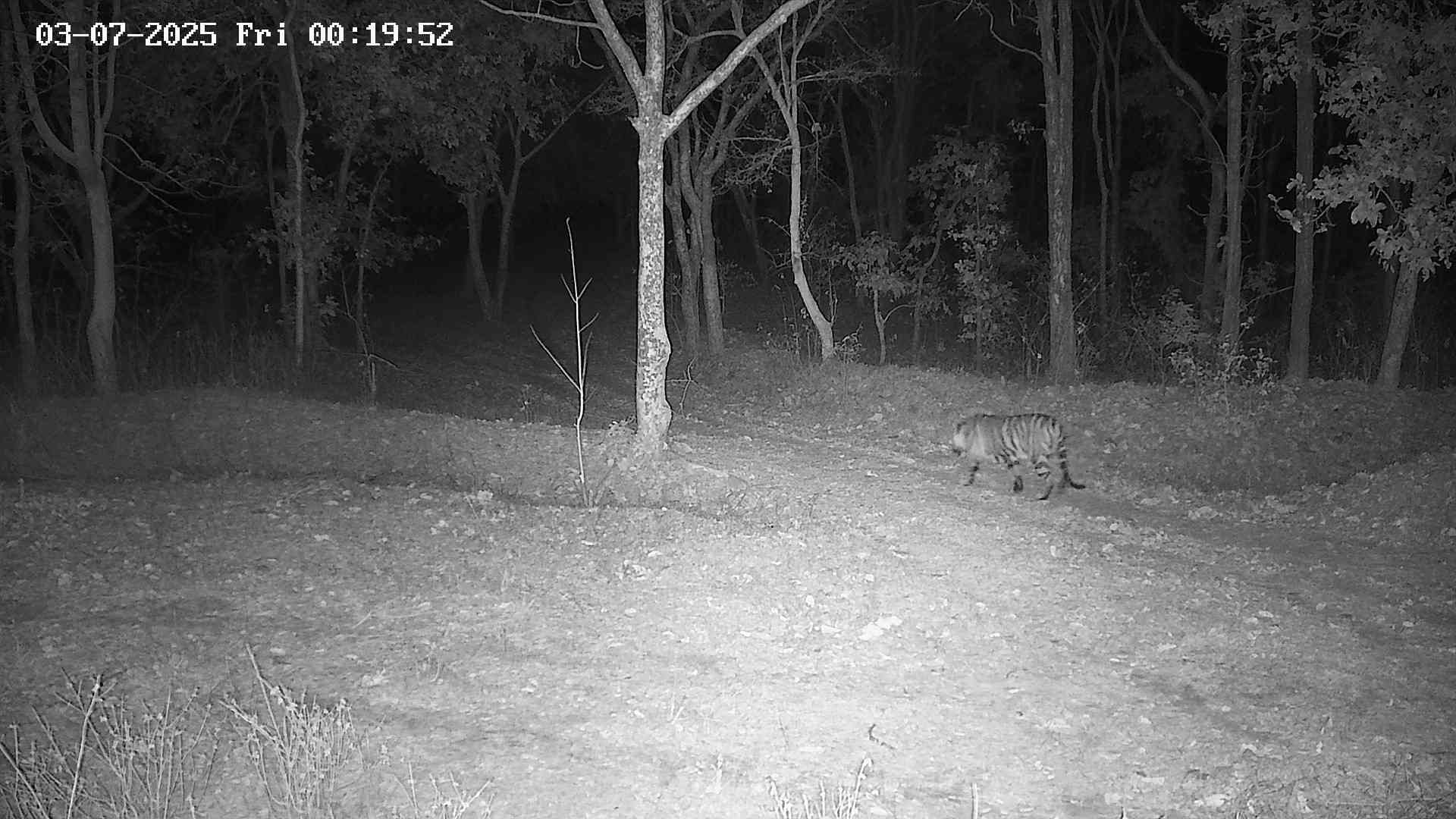 Custom Workflow Object Detection Object Detection Dataset by Animals labels