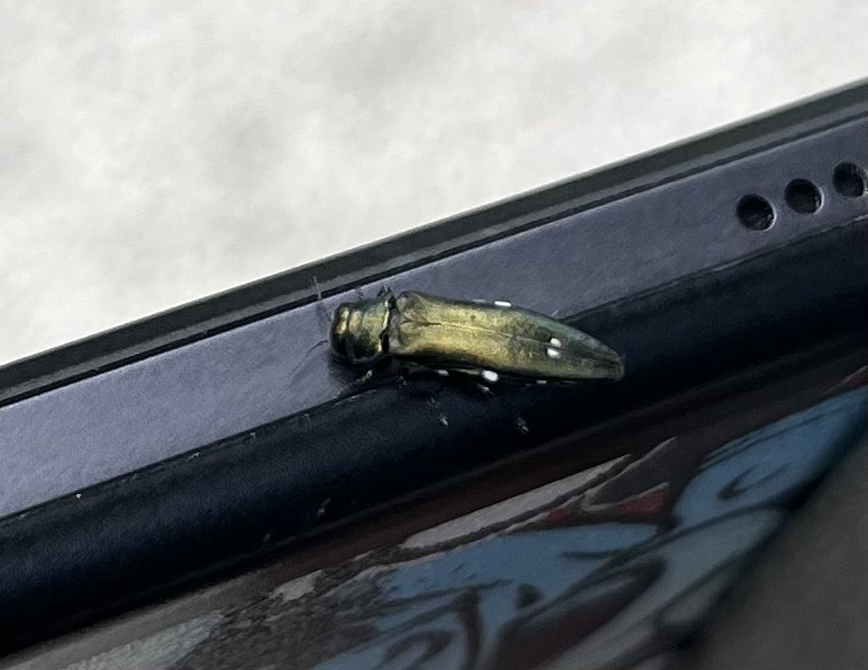 Insect ID - Roboflow Universe