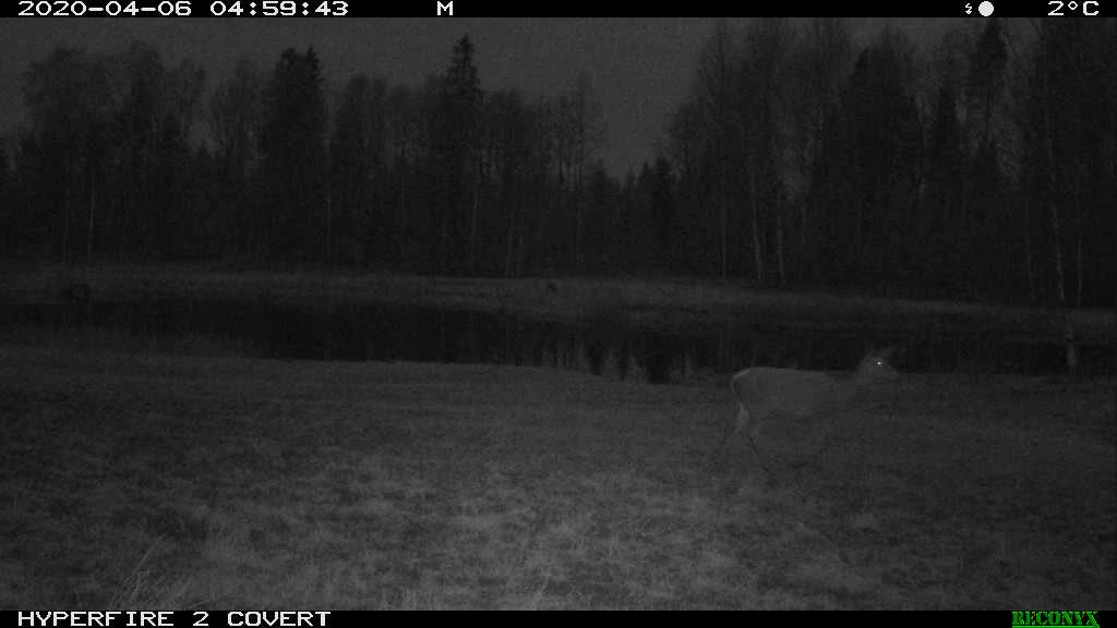 Red deer Object Detection Dataset by Naser Sadeghi